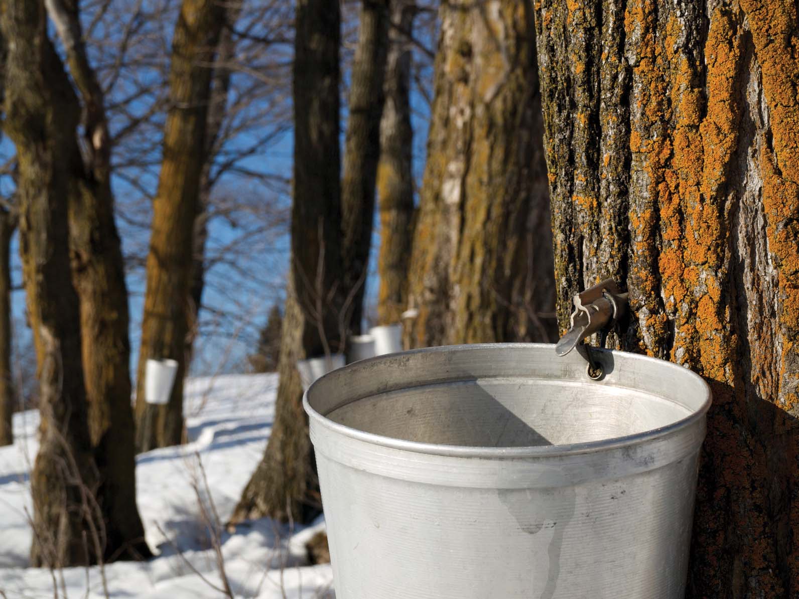 Les cabanes à sucre autour de Montréal | Off to Montréal